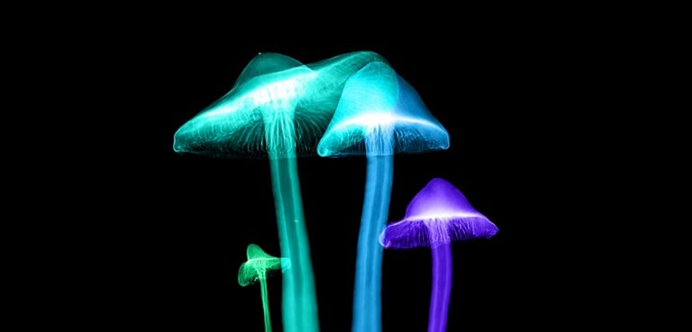 Oregon magic mushroom use claimed as religion | Oregon Catalyst