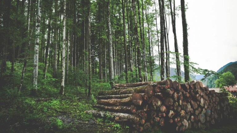 Oregon Forestry Dept. over-promises, under-delivers on timber harvests ...