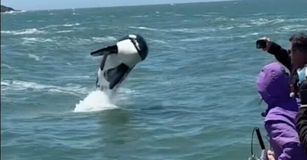 Orcas make big jumps off Oregon coast (video) | Oregon Catalyst